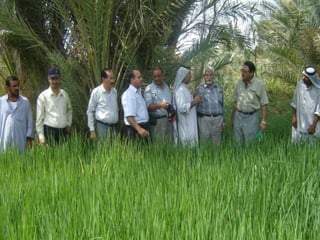 1044 Iraq System of Rice Intensifcation (SRI) Photos | PPT