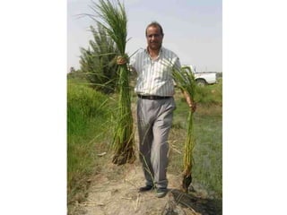 1044 Iraq System of Rice Intensifcation (SRI) Photos | PPT