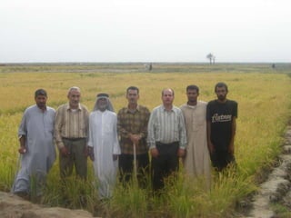 1044 Iraq System of Rice Intensifcation (SRI) Photos | PPT
