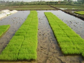 1044 Iraq System of Rice Intensifcation (SRI) Photos | PPT