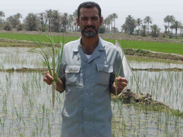 1044 Iraq System of Rice Intensifcation (SRI) Photos | PPT