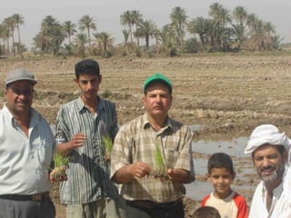 1044 Iraq System of Rice Intensifcation (SRI) Photos | PPT
