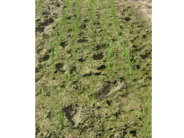 1044 Iraq System of Rice Intensifcation (SRI) Photos | PPT