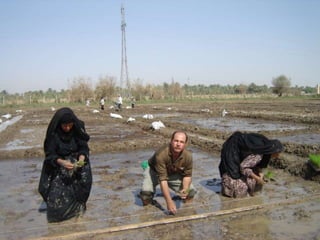 1044 Iraq System of Rice Intensifcation (SRI) Photos | PPT