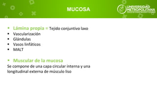 HISTOLOGIA TUBO DIGESTIVO | PPTX