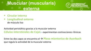 HISTOLOGIA TUBO DIGESTIVO | PPTX