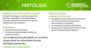 HISTOLOGIA TUBO DIGESTIVO | PPT