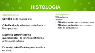 HISTOLOGIA TUBO DIGESTIVO | PPT