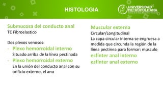 HISTOLOGIA TUBO DIGESTIVO | PPT