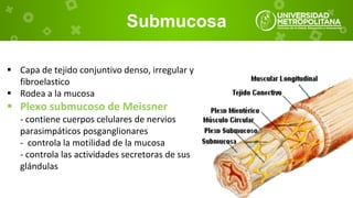 HISTOLOGIA TUBO DIGESTIVO | PPT