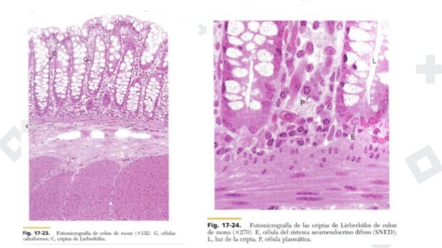 HISTOLOGIA TUBO DIGESTIVO