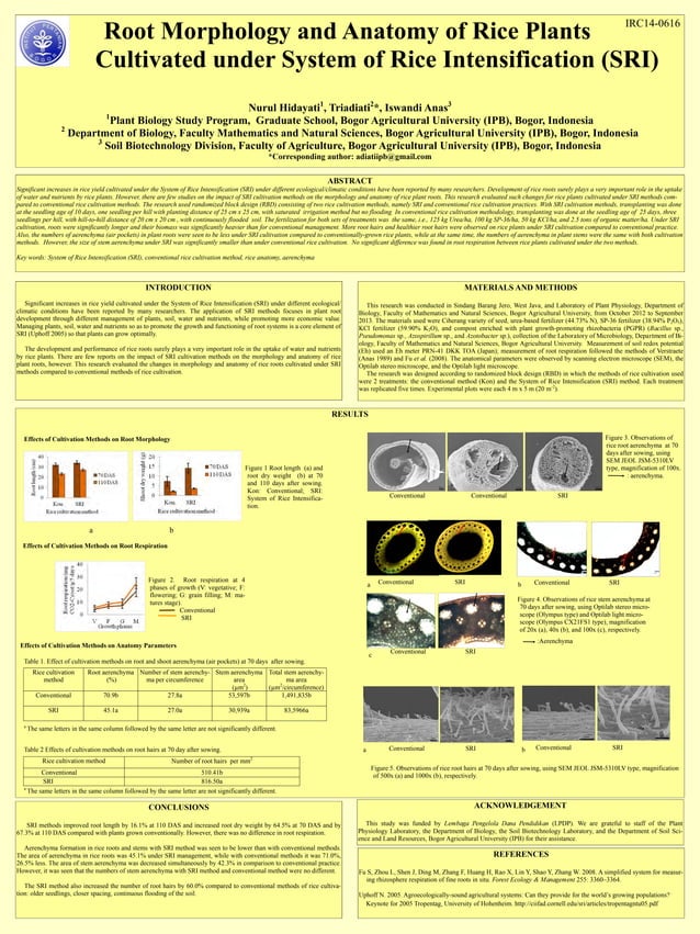 1429- Root morphology and anatomy of rice plants cultivated under SRI ...