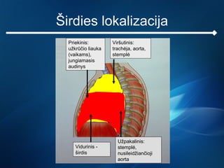 Širdies anatomija | PPT