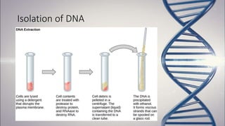 Recombinant DNA Technology | PPTX