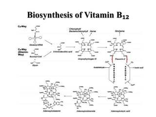 Symptoms Vitamin B2 Deficiency Infographics Vector Image, 50% OFF