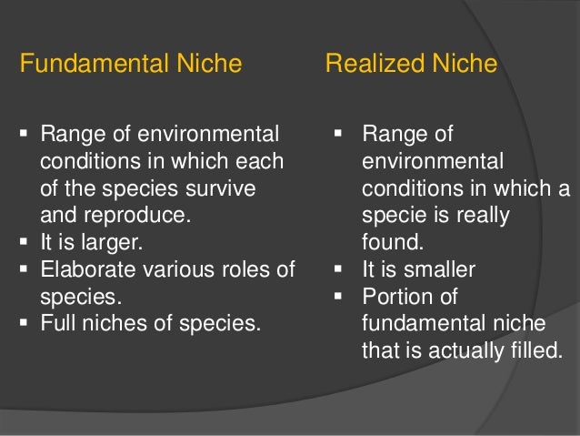 Niche Meaning