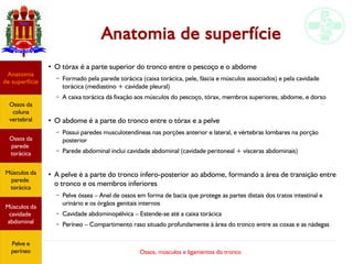 Ossos, músculos e ligamentos do tórax, abdome e pelve | PDF