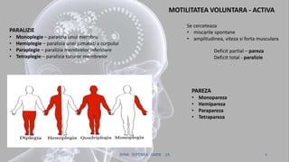 IRINA DARIE 1A SIS NERVOS.pptx