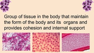 CONNECTIVE TISSUE | PDF