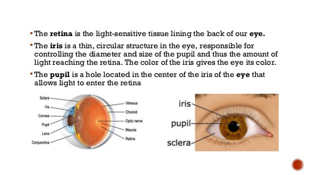Iris/Retina Identification System