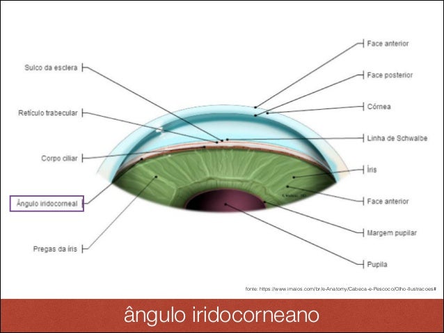Anatomia e Fisiologia Ocular - Iris e Pupila