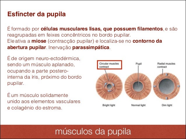 Anatomia e Fisiologia Ocular - Iris e Pupila