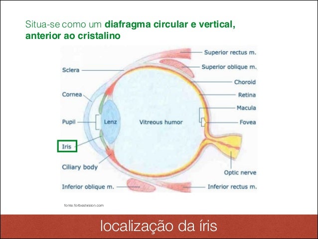 Anatomia e Fisiologia Ocular - Iris e Pupila