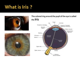 Iris_ information_hiding recognation.ppt
