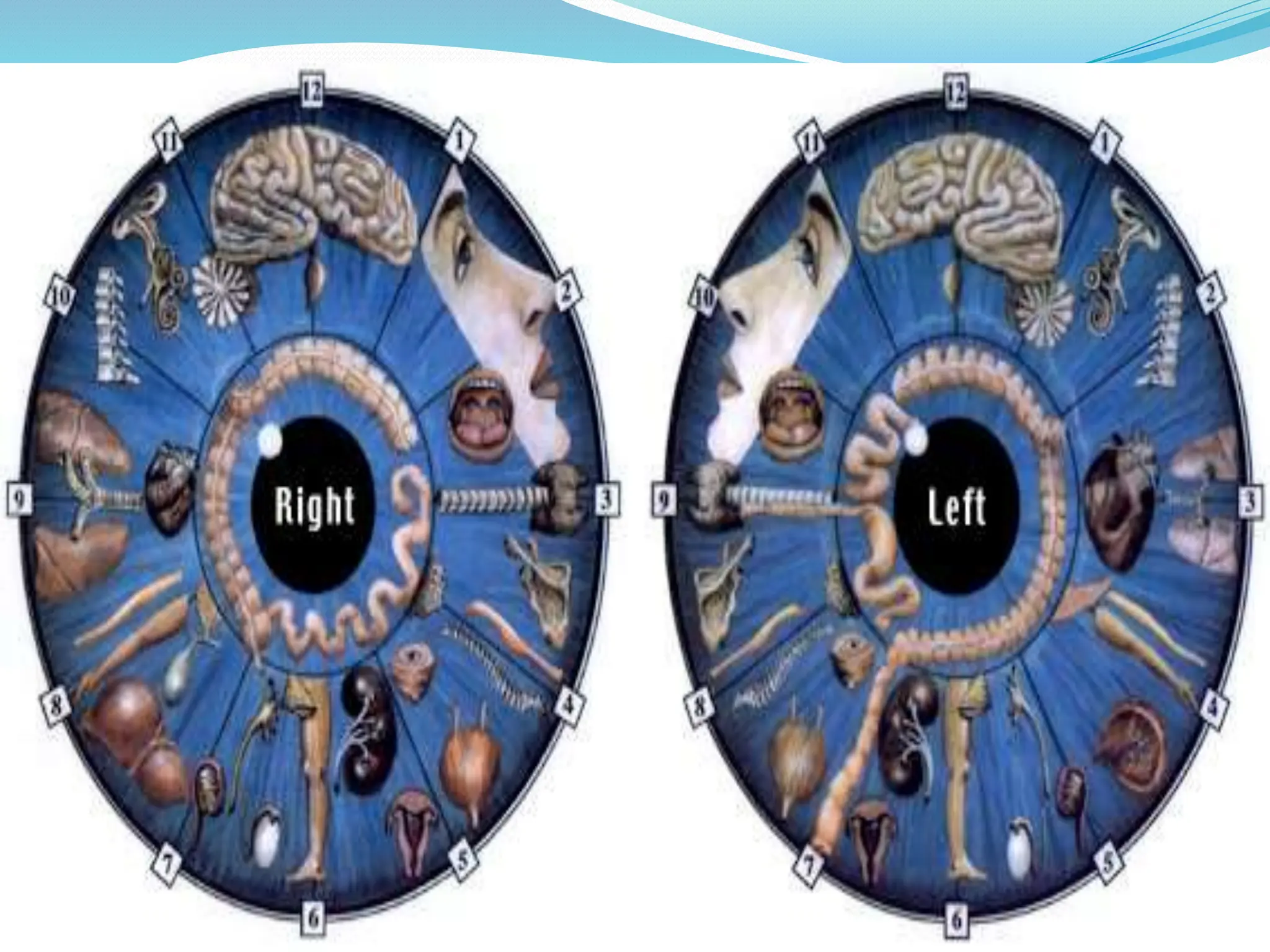 IRIS CHART.pptx iris chart of eyes in human | PPTX