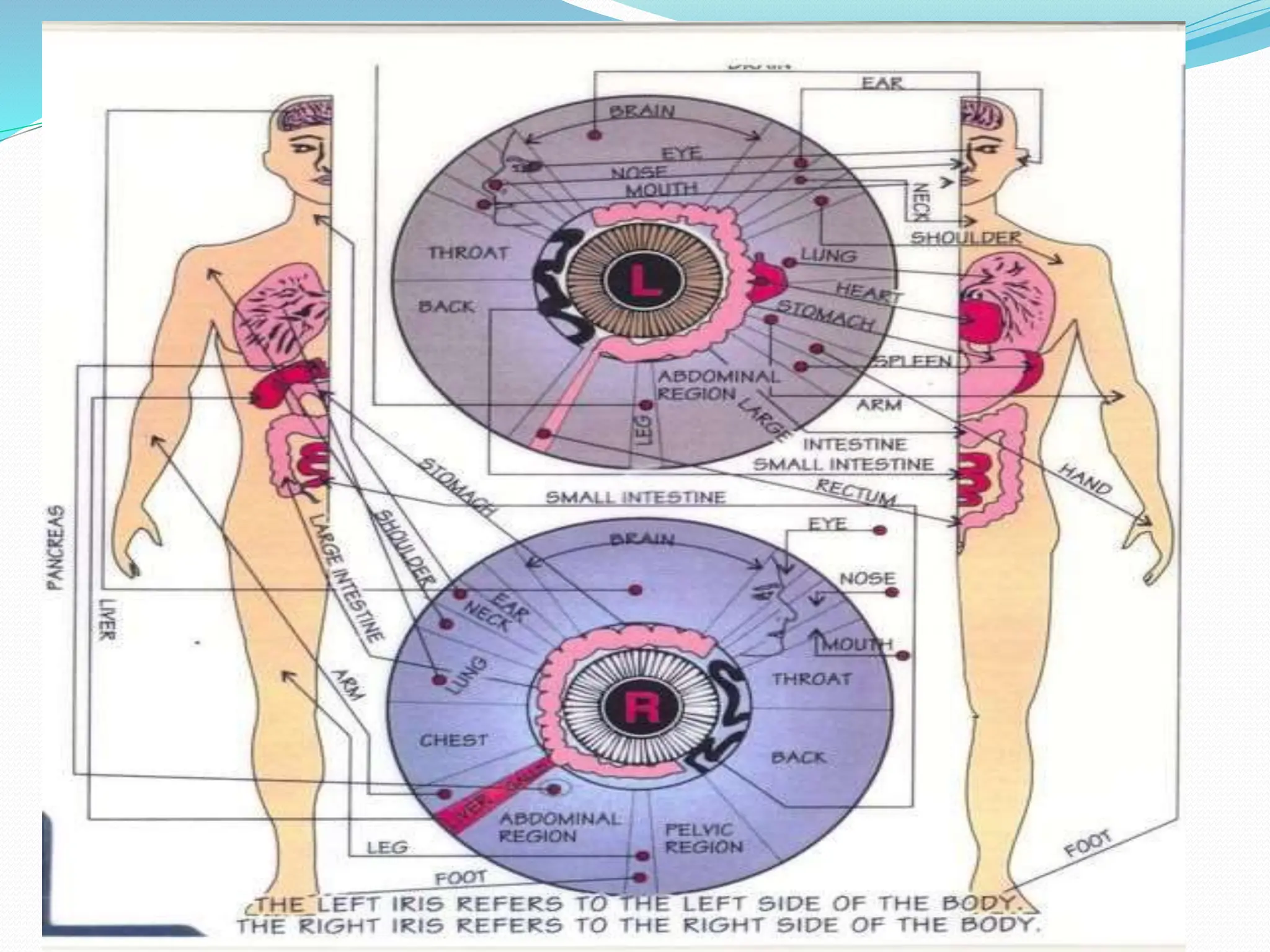 IRIS CHART.pptx iris chart of eyes in human | PPTX