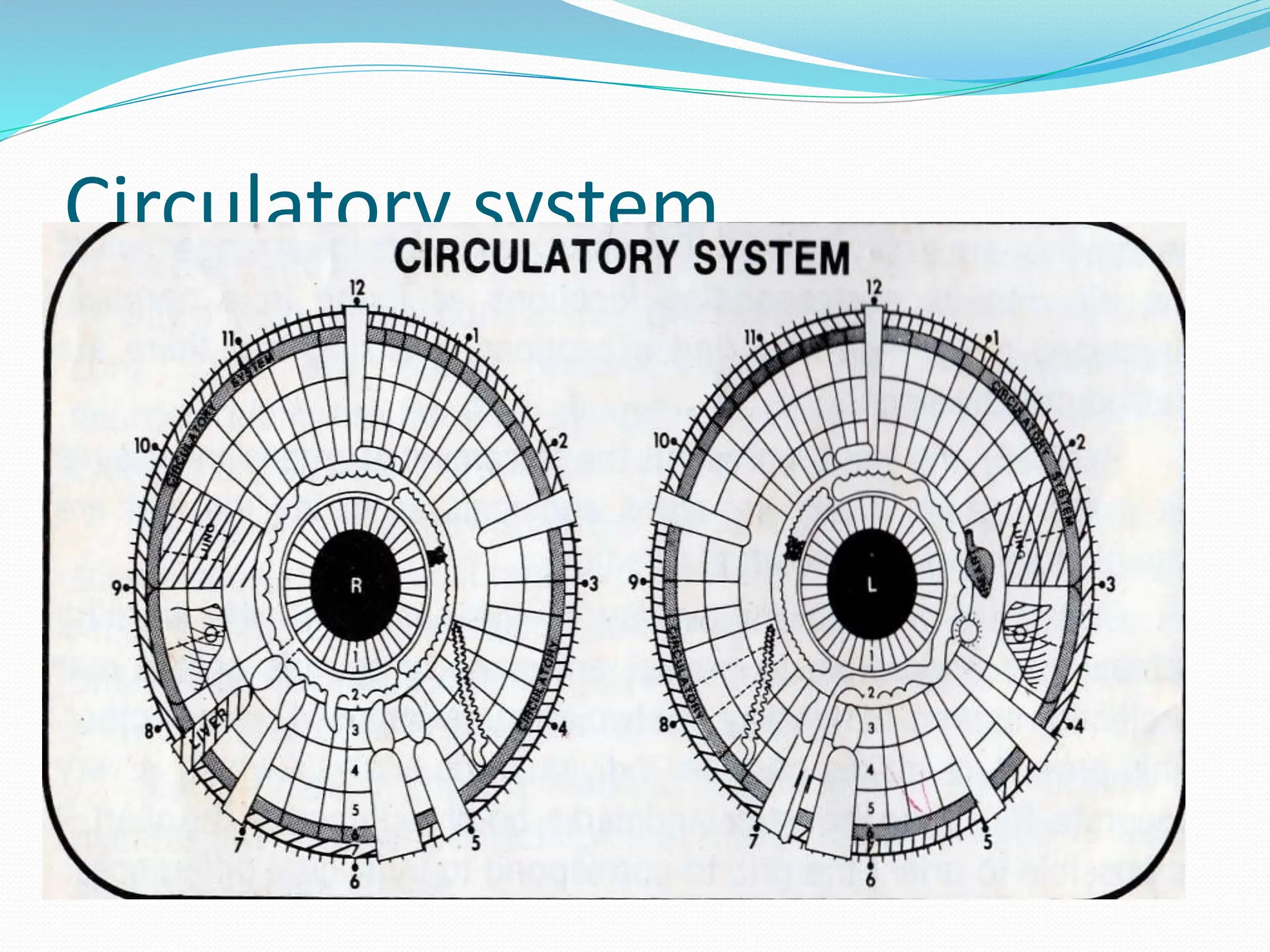 IRIS CHART.pptx iris chart of eyes in human | PPTX