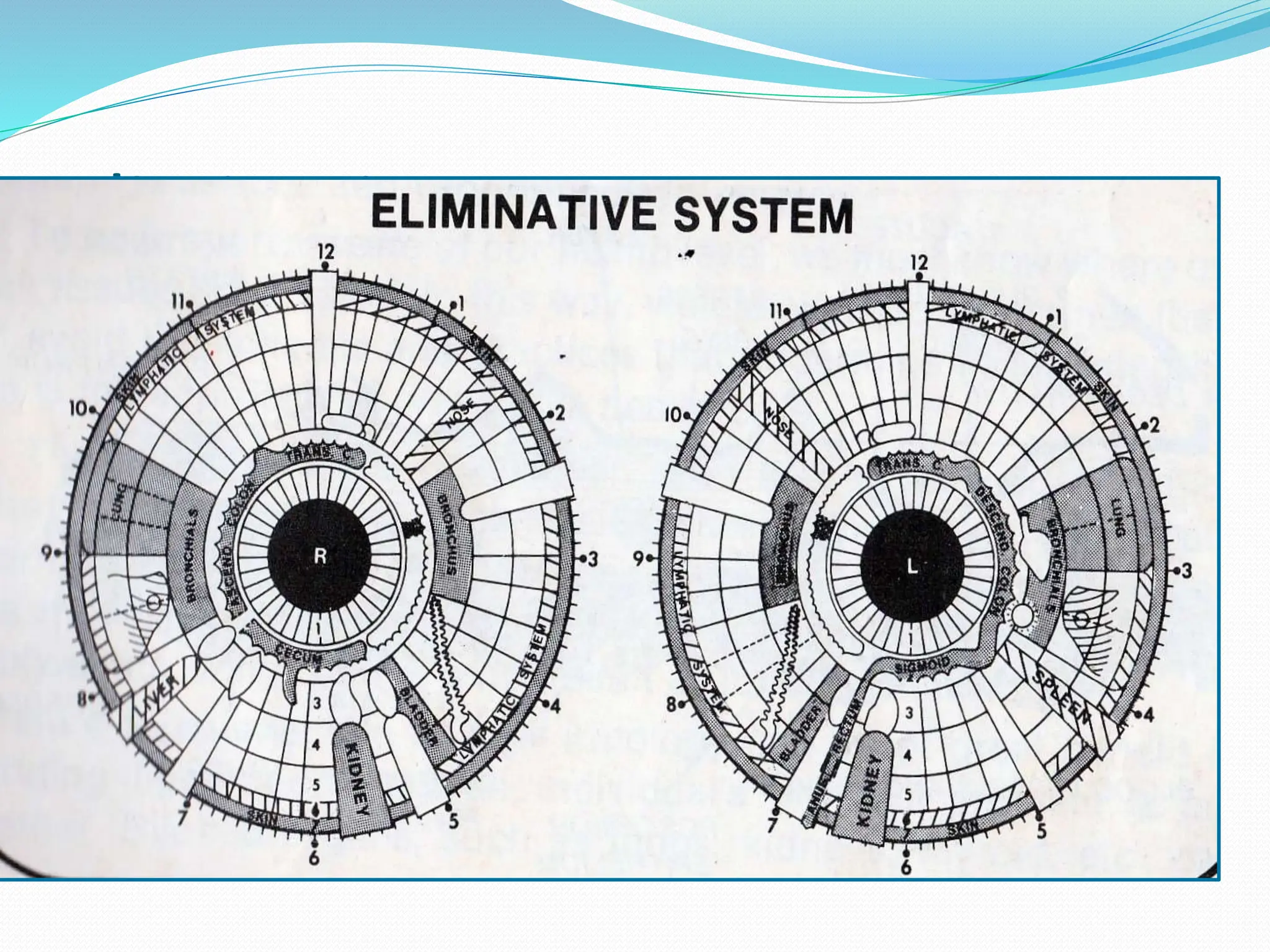 IRIS CHART.pptx iris chart of eyes in human | PPTX