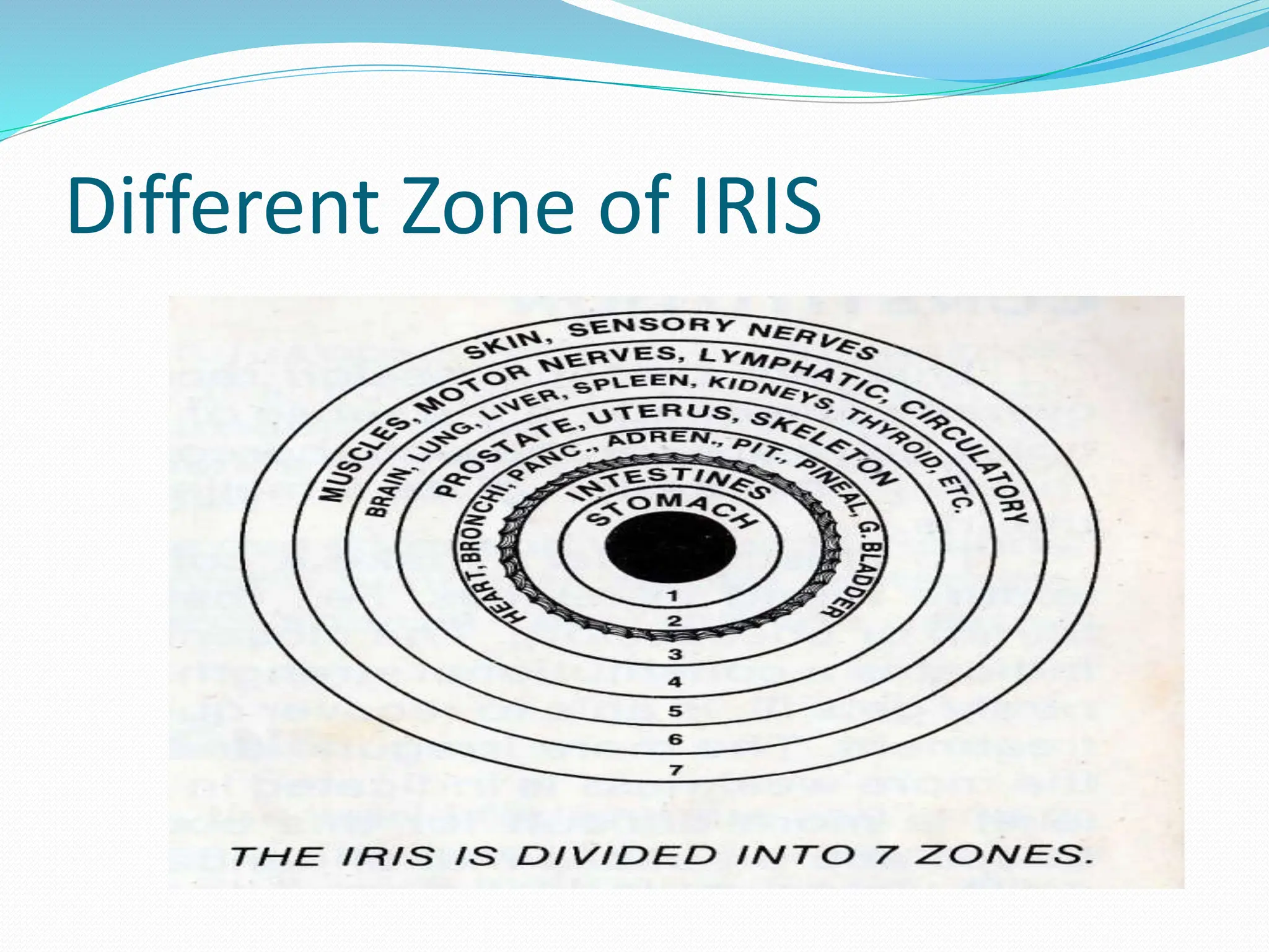 IRIS CHART.pptx iris chart of eyes in human | PPTX