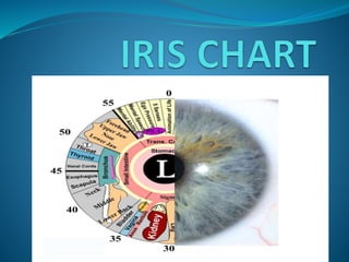 IRIS CHART.pptx iris chart of eyes in human | PPTX