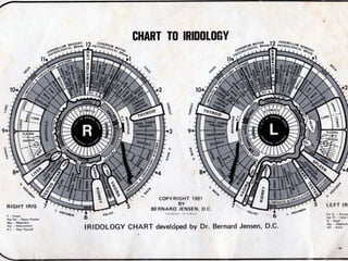 IRIS CHART.pptx iris chart of eyes in human | PPTX