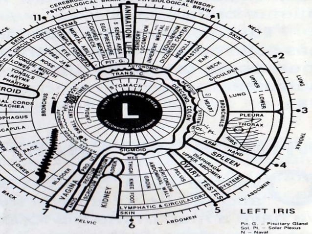 IRIS CHART.pptx iris chart of eyes in human | PPTX | Eye and Vision ...