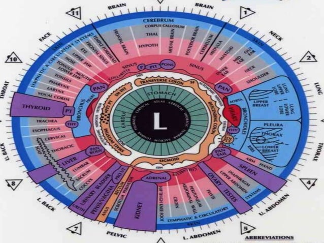 IRIS CHART.pptx iris chart of eyes in human | PPTX | Eye and Vision ...