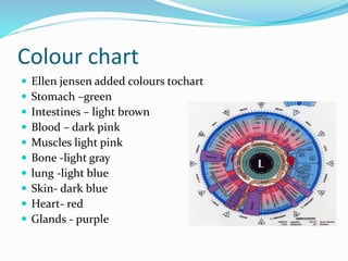 IRIS CHART.pptx iris chart of eyes in human | PPTX