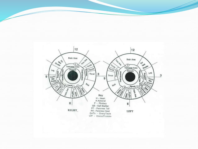 IRIS CHART.pptx iris chart of eyes in human | PPTX | Eye and Vision ...