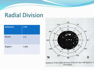 IRIS CHART.pptx iris chart of eyes in human | PPTX