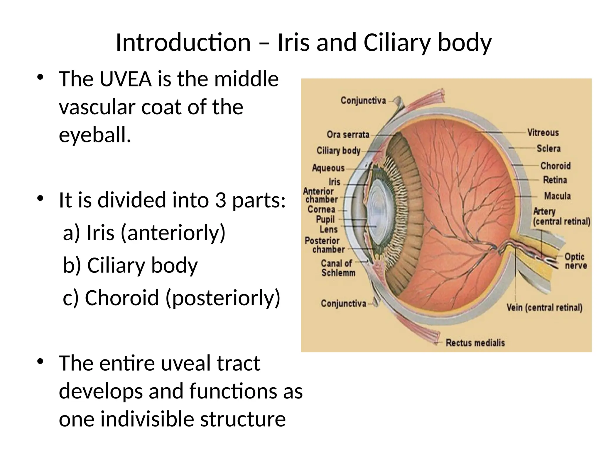 IRIS & CILIARY BODY ANATOMY AND STRUCTURE | PPTX