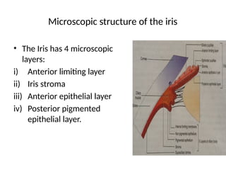 IRIS & CILIARY BODY ANATOMY AND STRUCTURE | PPTX
