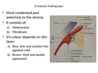 IRIS & CILIARY BODY ANATOMY AND STRUCTURE | PPTX