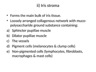 IRIS & CILIARY BODY ANATOMY AND STRUCTURE | PPTX