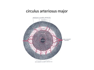 IRIS & CILIARY BODY ANATOMY AND STRUCTURE | PPTX