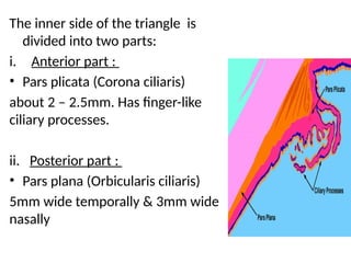 IRIS & CILIARY BODY ANATOMY AND STRUCTURE | PPTX