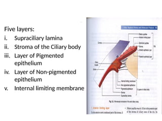 IRIS & CILIARY BODY ANATOMY AND STRUCTURE | PPTX