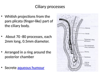 IRIS & CILIARY BODY ANATOMY AND STRUCTURE | PPTX