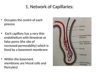 IRIS & CILIARY BODY ANATOMY AND STRUCTURE | PPTX