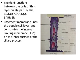 IRIS & CILIARY BODY ANATOMY AND STRUCTURE | PPTX
